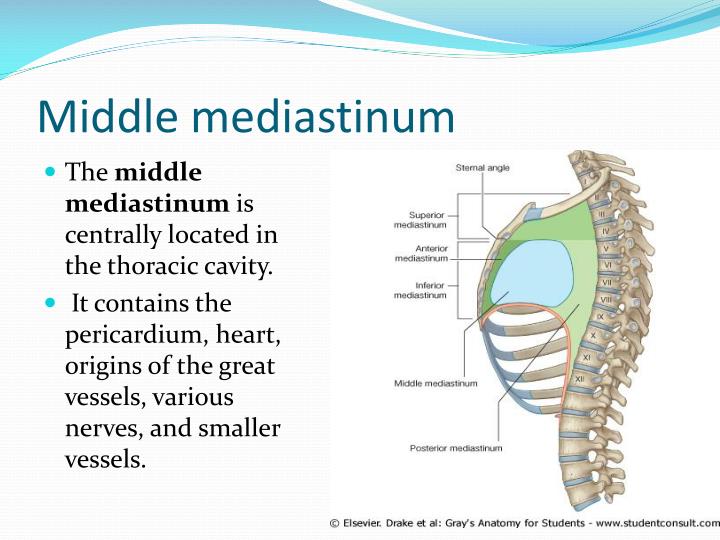 PPT - Middle mediastinum PowerPoint Presentation - ID:2254704