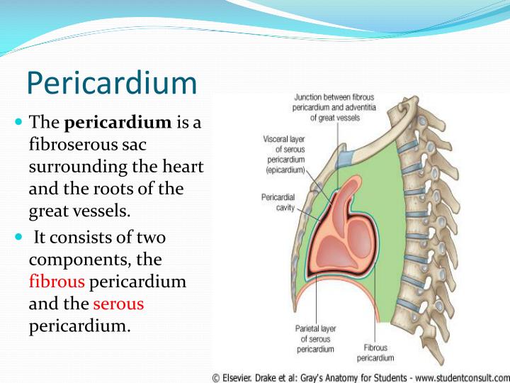 PPT - Middle mediastinum PowerPoint Presentation - ID:2254704
