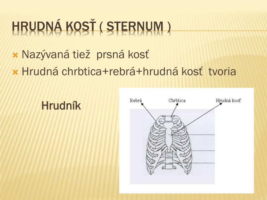 PPT - Biológia: Gymnázium 3.roč Téma: kostra človeka PowerPoint ...