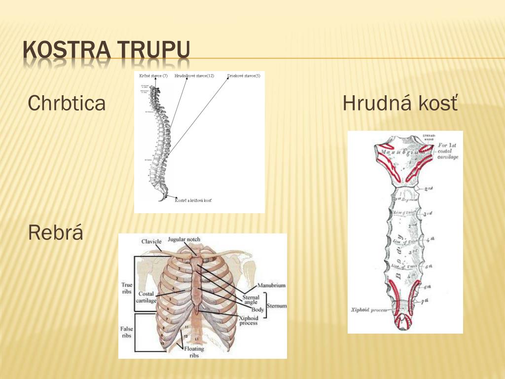 PPT - Biológia: Gymnázium 3.roč Téma: kostra človeka PowerPoint ...