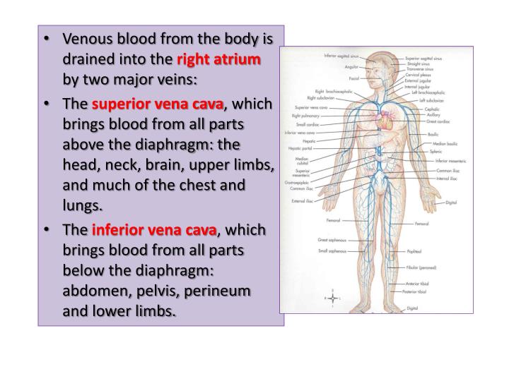 PPT - Major Veins of the body PowerPoint Presentation - ID:2254735