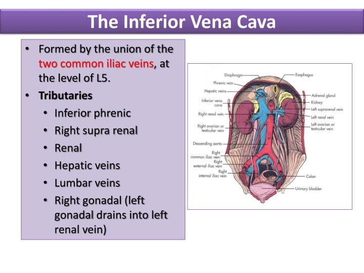 PPT - Major Veins of the body PowerPoint Presentation - ID:2254735