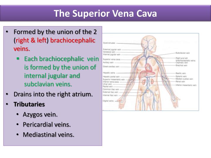 PPT - Major Veins of the body PowerPoint Presentation - ID:2254735