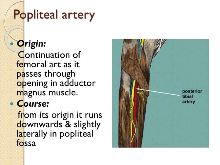 PPT - Arterial Supply of the Lower Limb PowerPoint Presentation - ID ...