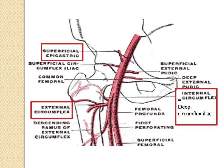 PPT - Arterial Supply of the Lower Limb PowerPoint Presentation - ID ...