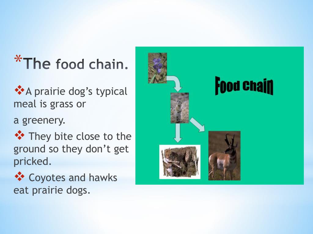 PPT - The prairie dog is a mammal that lives in North America ...