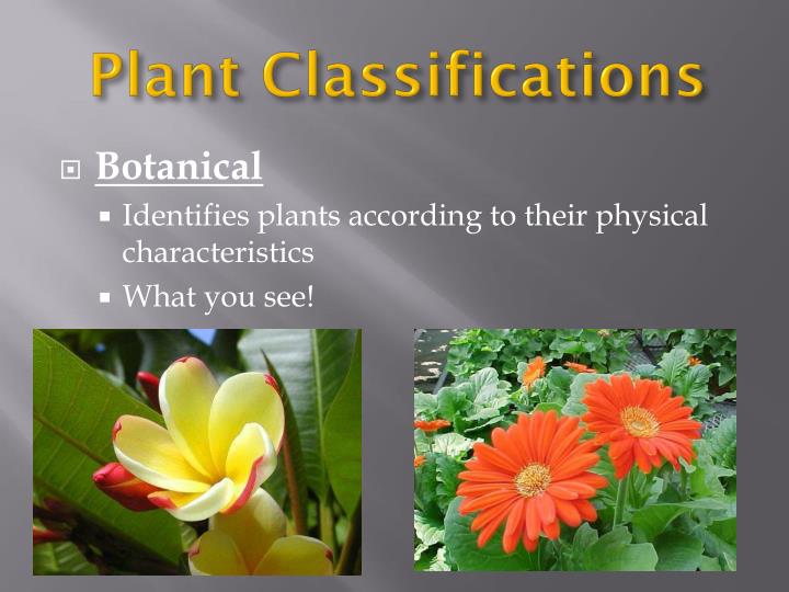PPT - Plant Classification PowerPoint Presentation - ID:2254991