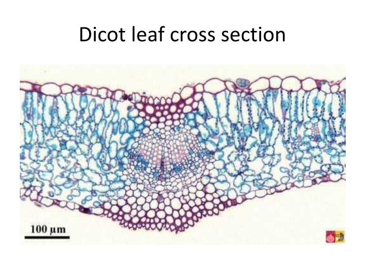 PPT - Leaves PowerPoint Presentation - ID:2255003