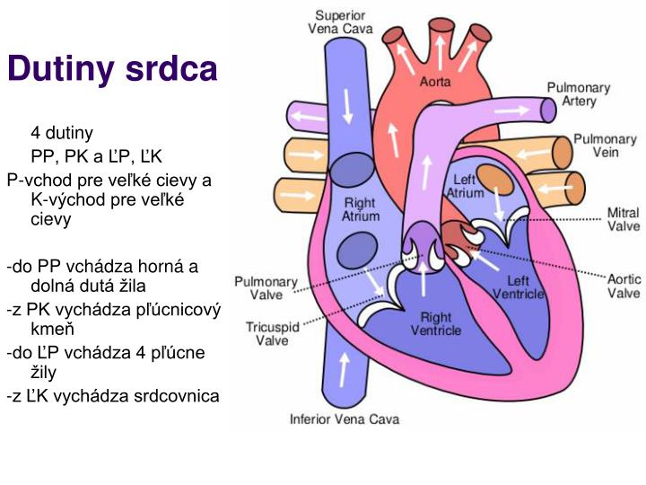 PPT - Srdcovo - cievna sústava PowerPoint Presentation - ID:2255041