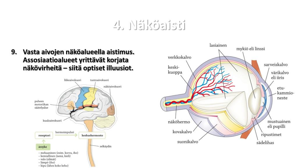 PPT - 3. Hajuaisti PowerPoint Presentation, free download - ID:2255101