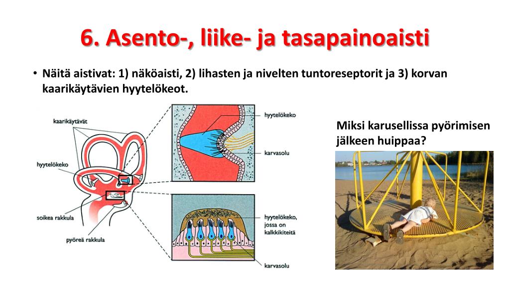 PPT - 3. Hajuaisti PowerPoint Presentation, free download - ID:2255101