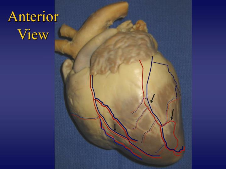 PPT - Pig Heart Dissection PowerPoint Presentation - ID:2255179
