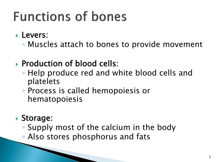 PPT - Chapter 7:4 Skeletal System PowerPoint Presentation - ID:2255263