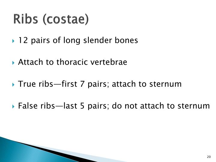 PPT - Chapter 7:4 Skeletal System PowerPoint Presentation - ID:2255263