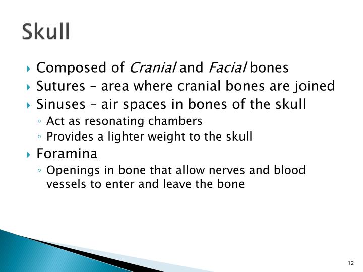 PPT - Chapter 7:4 Skeletal System PowerPoint Presentation - ID:2255263