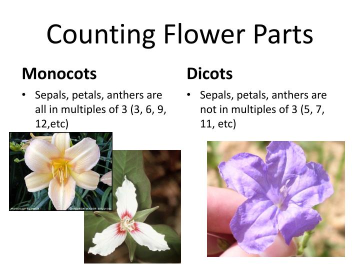 PPT - Monocots Vs Dicots PowerPoint Presentation - ID:2255323
