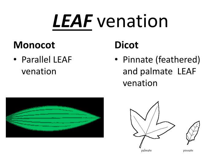 PPT - Monocots Vs Dicots PowerPoint Presentation - ID:2255323