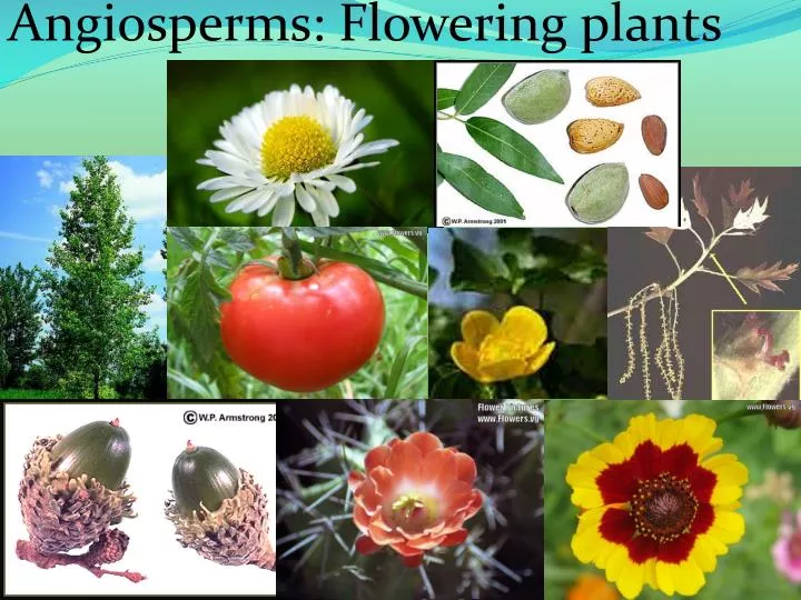 PPT - Angiosperms: Flowering plants PowerPoint Presentation, free ...