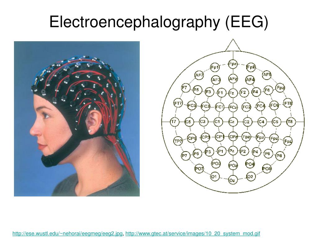 PPT - Electroencephalography (EEG) PowerPoint Presentation, free ... PPT - Electroencephalography (EEG) PowerPoint Presentation, free ...