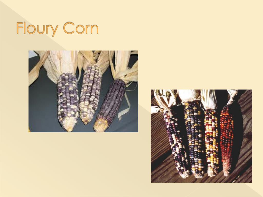 PPT - Animal, Plant & Soil Science E6-1 Corn Production PowerPoint ...