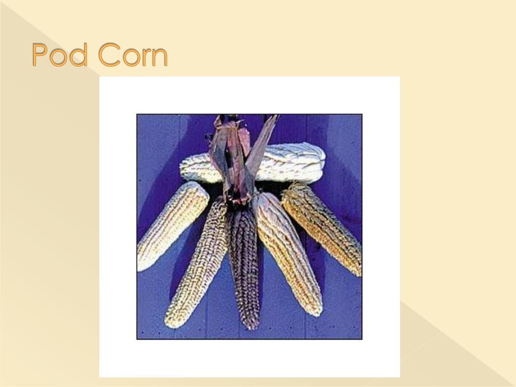 PPT - Animal, Plant & Soil Science E6-1 Corn Production PowerPoint ...