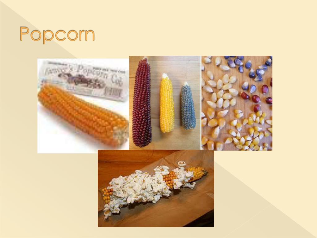 PPT - Animal, Plant & Soil Science E6-1 Corn Production PowerPoint ...