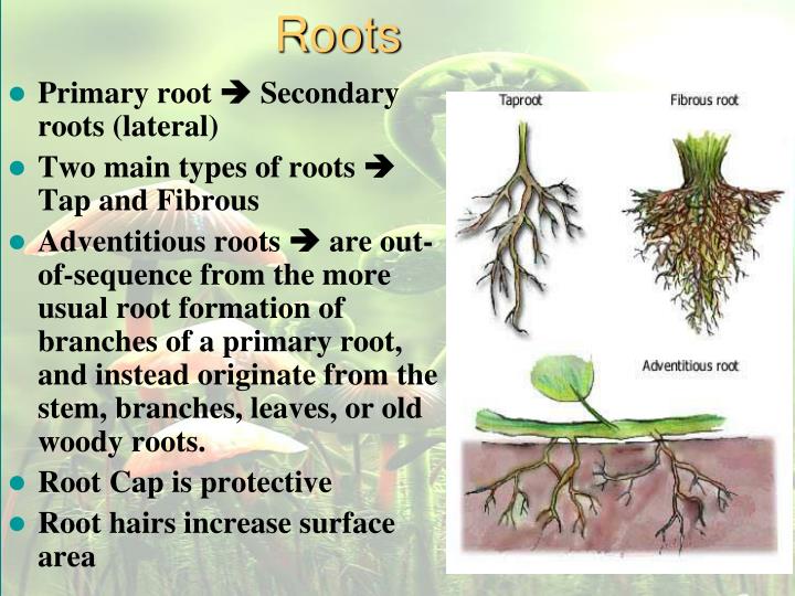 PPT - Plants PowerPoint Presentation - ID:2255412