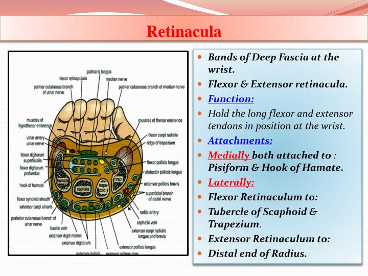 PPT - HAND & WRIST PowerPoint Presentation - ID:2255760