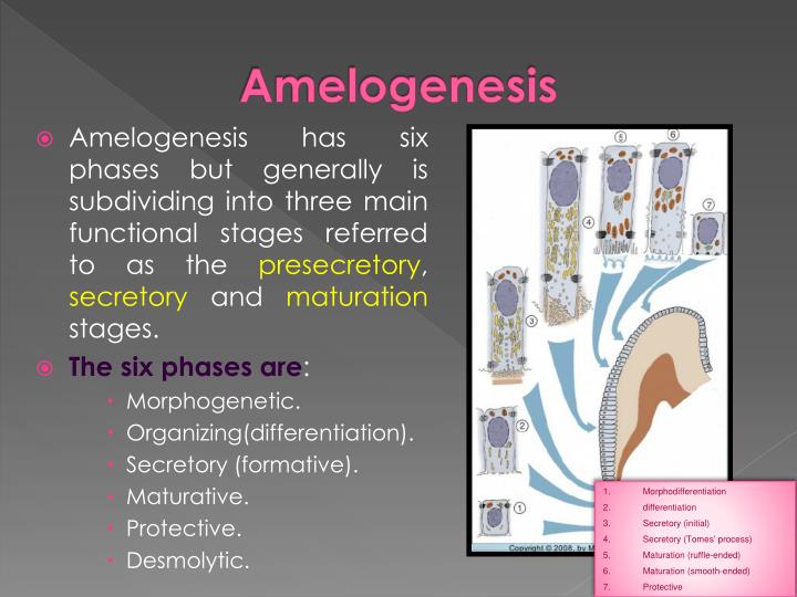 PPT - Enamel PowerPoint Presentation - ID:2255941