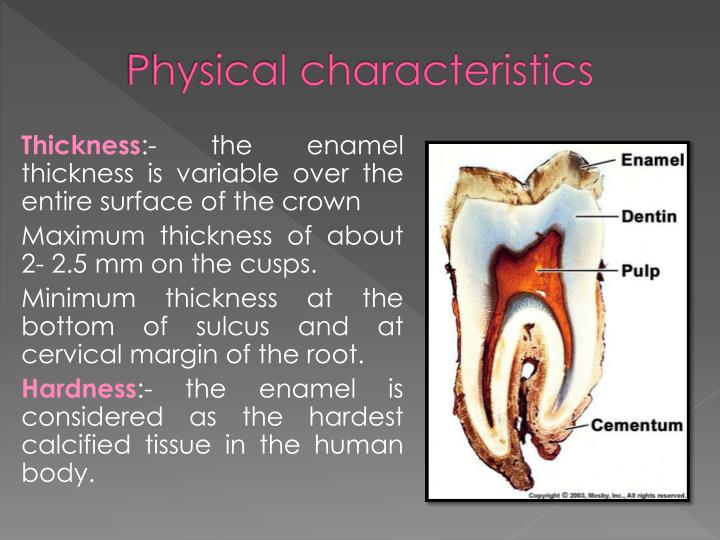 PPT - Enamel PowerPoint Presentation - ID:2255941