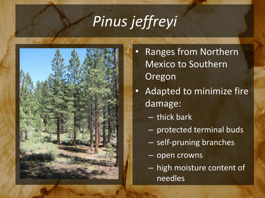 PPT - Fire History of Jeffery Pine ( Pinus jeffreyi ), Inyo National ...