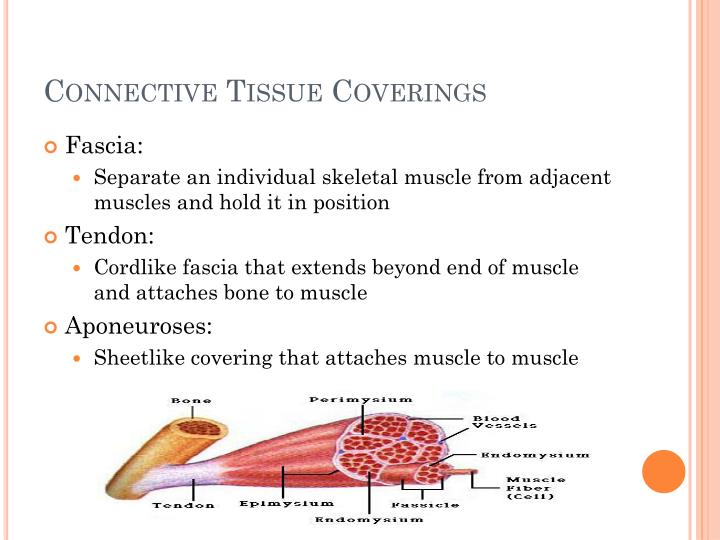 PPT - Chapter 8 Muscles PowerPoint Presentation - ID:2256886