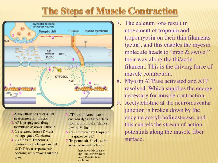 PPT - Muscle Contraction PowerPoint Presentation - ID:2256963