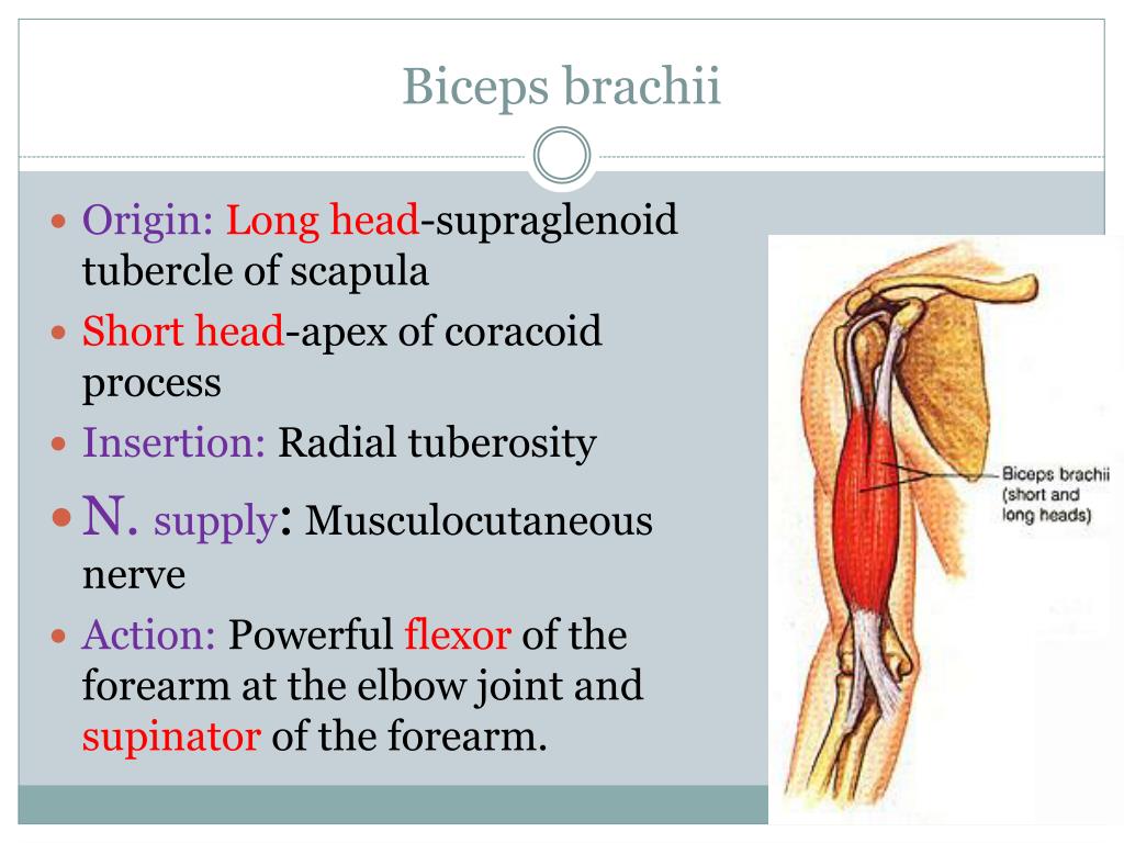 PPT - WINDSOR UNIVERSITY SCHOOL OF MEDICINE St.Kitts PowerPoint ...