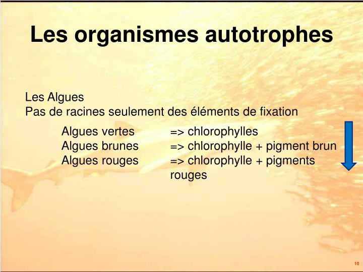 PPT - Cnidaires PowerPoint Presentation - ID:2257317