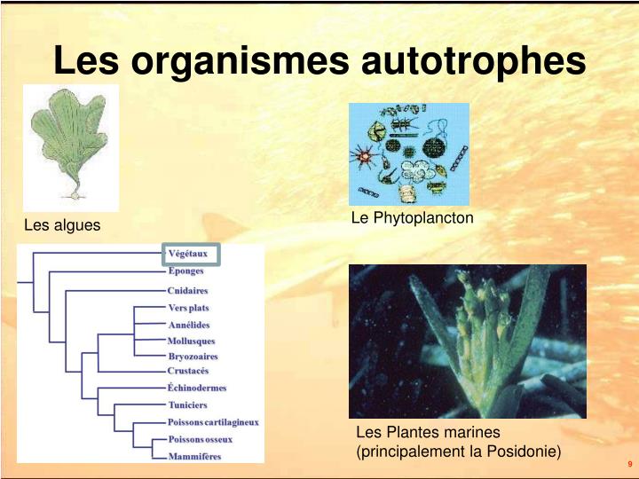 PPT - Cnidaires PowerPoint Presentation - ID:2257317