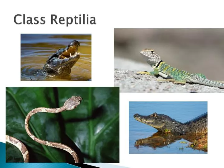 PPT - Class Reptilia PowerPoint Presentation, free download - ID:2257363