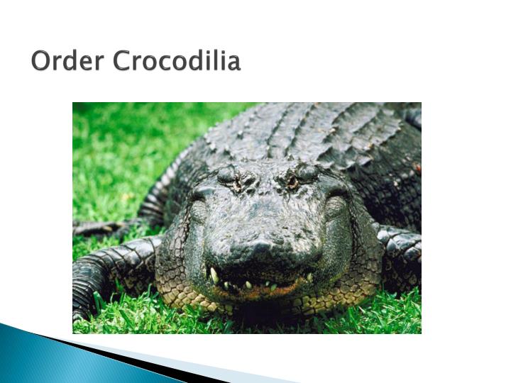 PPT - Class Reptilia PowerPoint Presentation - ID:2257363