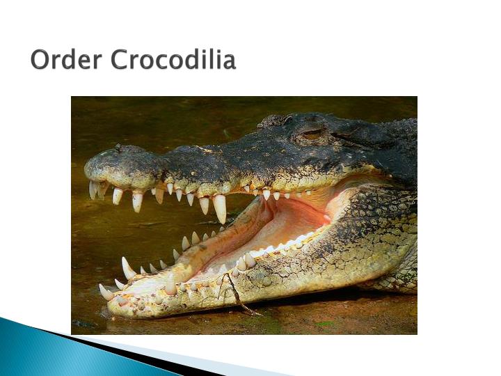 PPT - Class Reptilia PowerPoint Presentation - ID:2257363