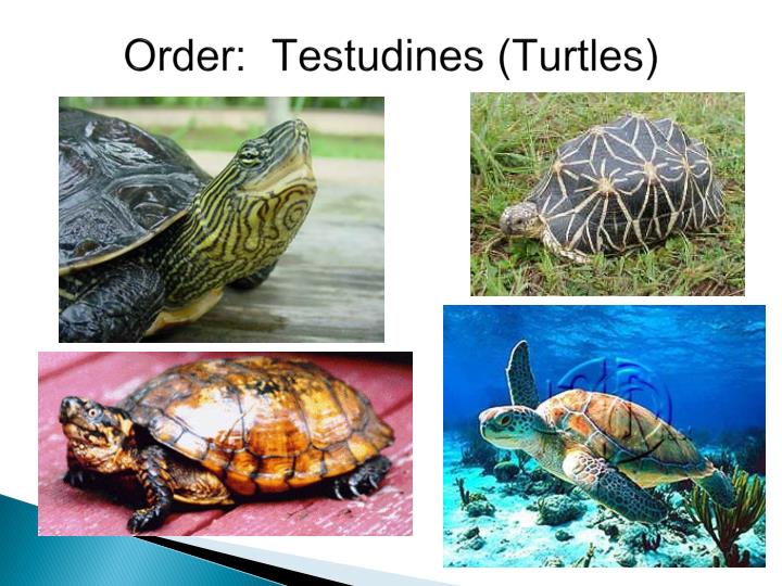 PPT - Class Reptilia PowerPoint Presentation - ID:2257363