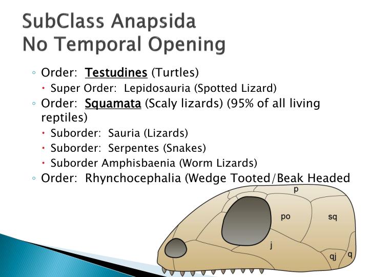 PPT - Class Reptilia PowerPoint Presentation - ID:2257363