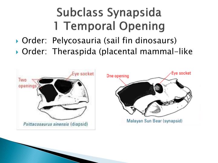 PPT - Class Reptilia PowerPoint Presentation - ID:2257363