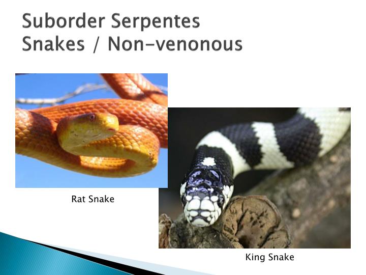 PPT - Class Reptilia PowerPoint Presentation - ID:2257363