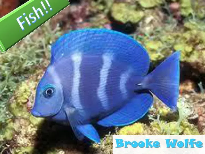 PPT - Fish!! PowerPoint Presentation, free download - ID:2257510