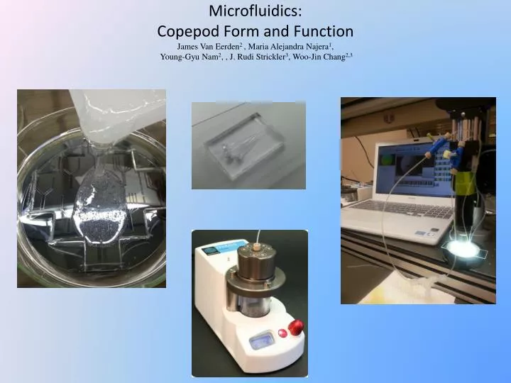 PPT - Copepod species Cyclops PowerPoint Presentation, free download ...