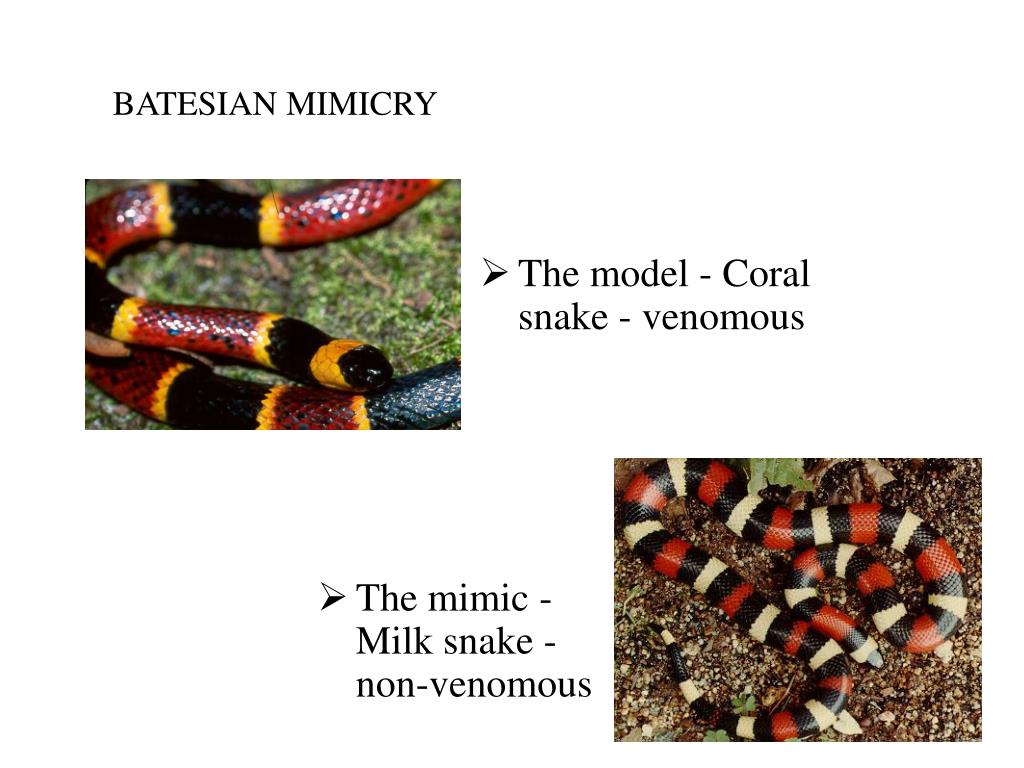 Ppt Pollination Crypsis Aposematic Coloration And Mimicry
