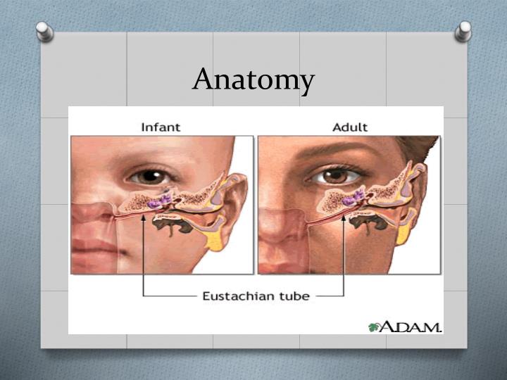 PPT - Ear we go! PowerPoint Presentation - ID:2258402