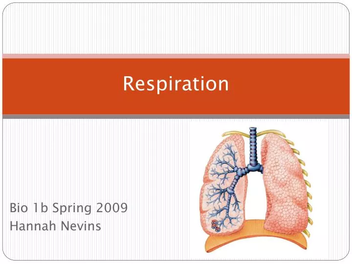 PPT - Respiration PowerPoint Presentation, free download - ID:2258433