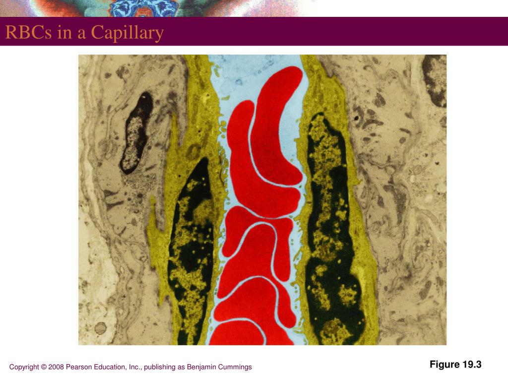 Ppt Histologi Kardiovaskuler Powerpoint Presentation Free Download