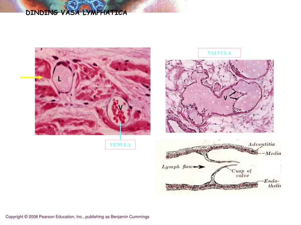 Ppt Histologi Kardiovaskuler Powerpoint Presentation Free Download